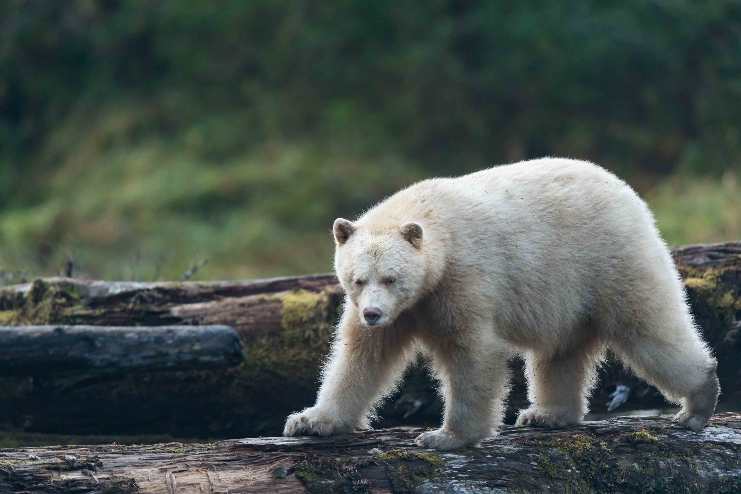 Commercial Bear Viewing Association of British Columbia
